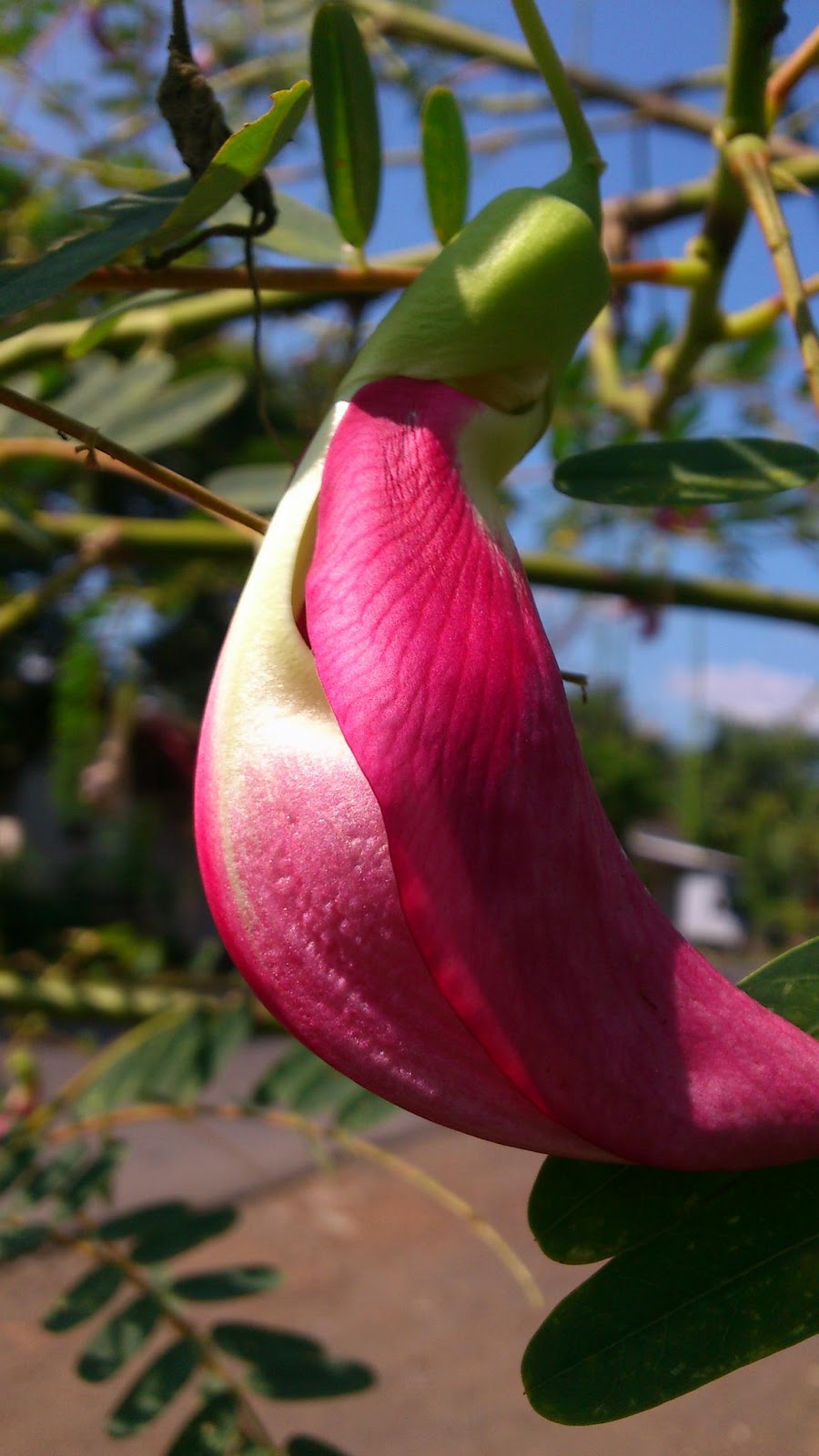 Bunga turi || Nana Ermiana