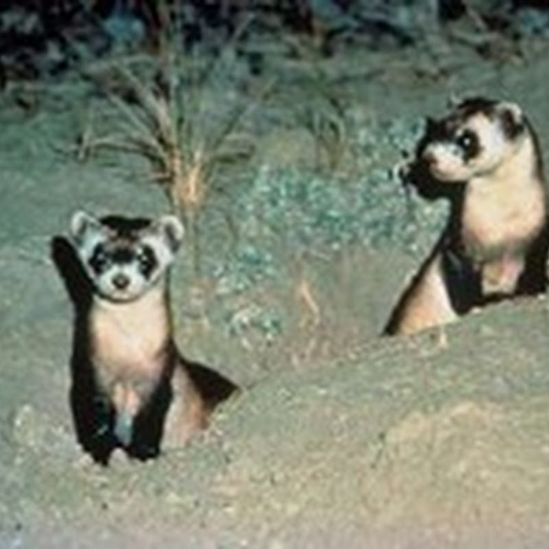 Especies en peligro de extinción: el hurón de pies negros. ~ El Mundo ...