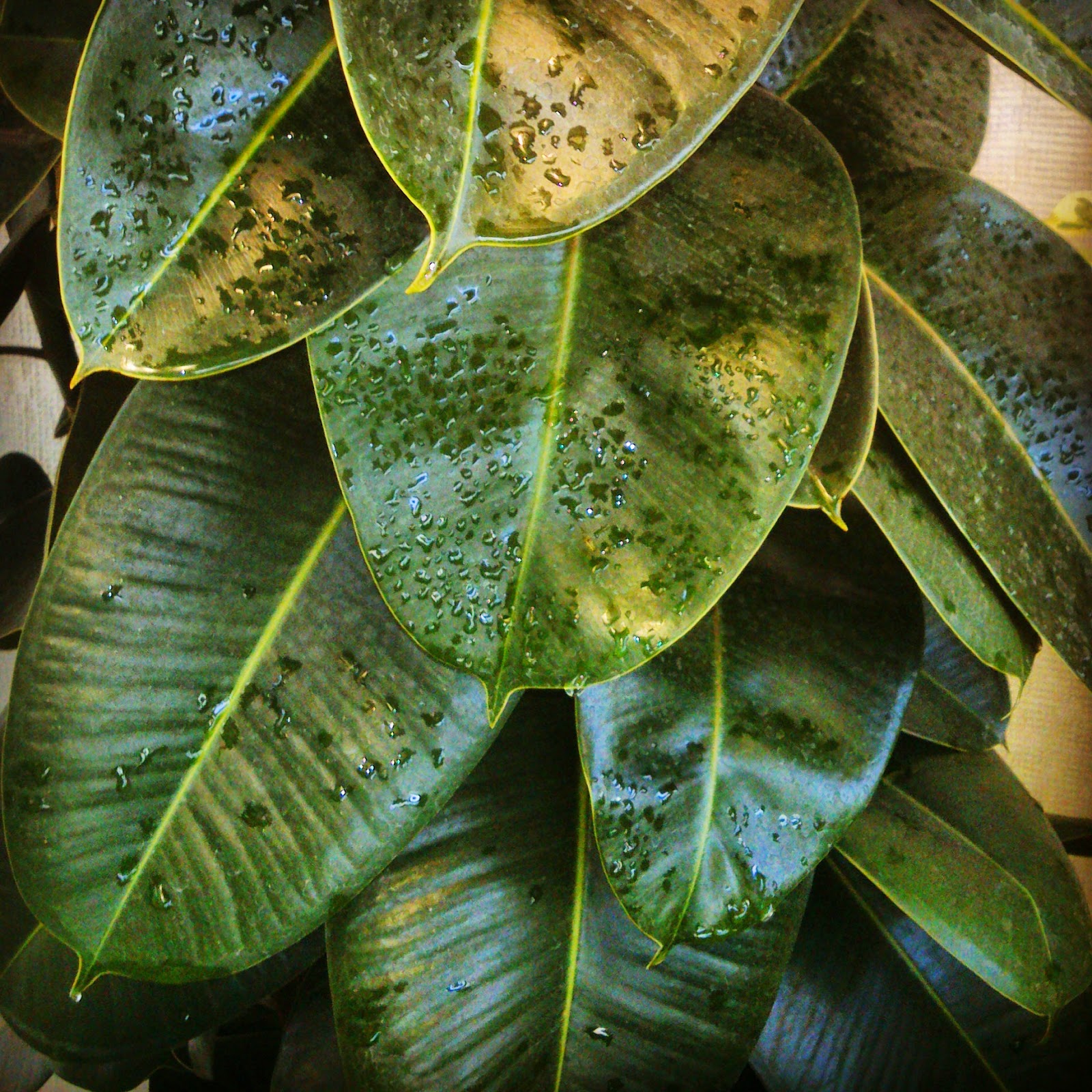 La Jardinera: FICUS ROBUSTA