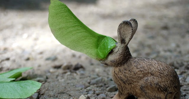 bimbambuki: Der Hase ist ein A-Horn