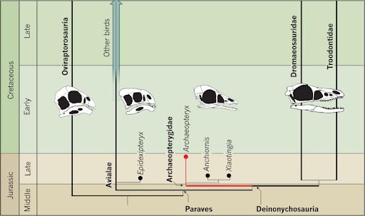 Demuestran que el cráneo de las aves es el de un dinosaurio joven ...