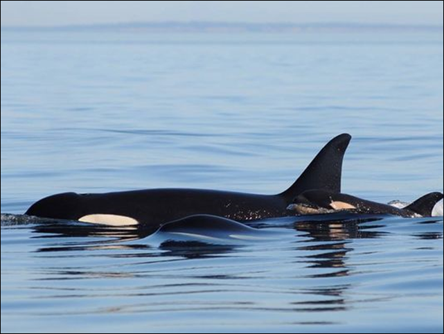 Seven-week-old orca calf has died – Orca bodies are so contaminated ...