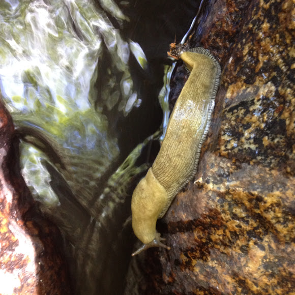 Pacific bananna slug | Project Noah