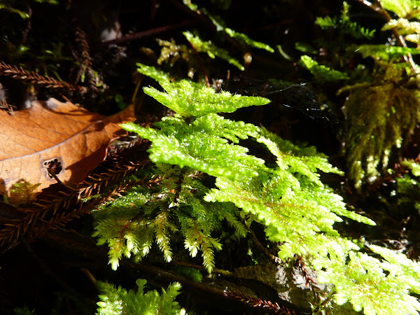 Umbrella Moss | Project Noah