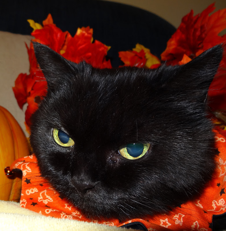 Love, Joy and Peas: Happy Halloween Funny Cat Photos