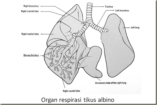 KOLEKSI TUGASAN: ANATOMI : SISTEM ANATOMI TIKUS MAKMAL