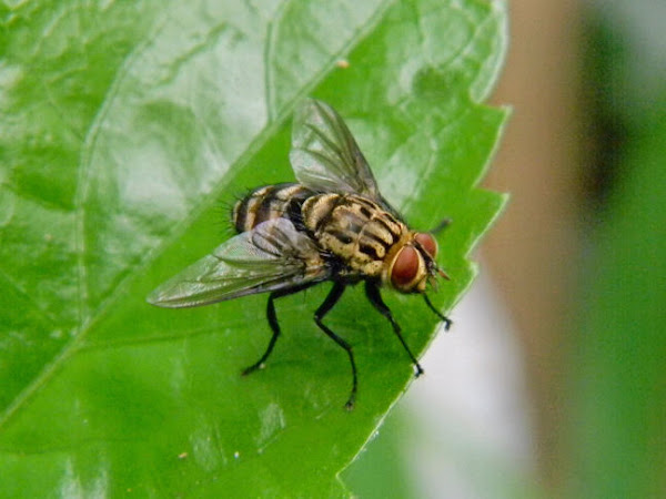 flesh fly | Project Noah