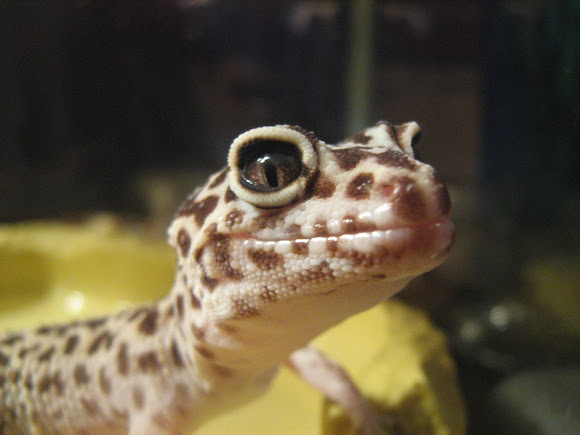 Leopard gecko | Project Noah