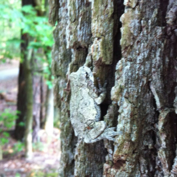 Gray Treefrog or Cope's Gray Treefrog | Project Noah