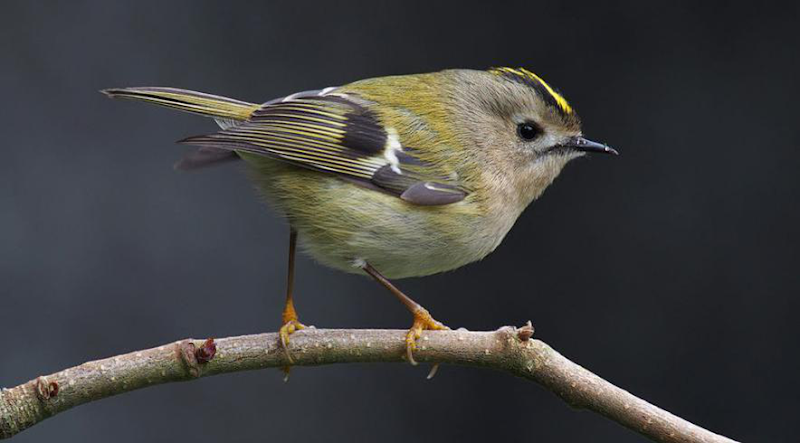 Alizul: 9 OF THE WORLD'S SMALLEST BIRDS
