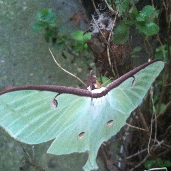 Luna MOth | Project Noah