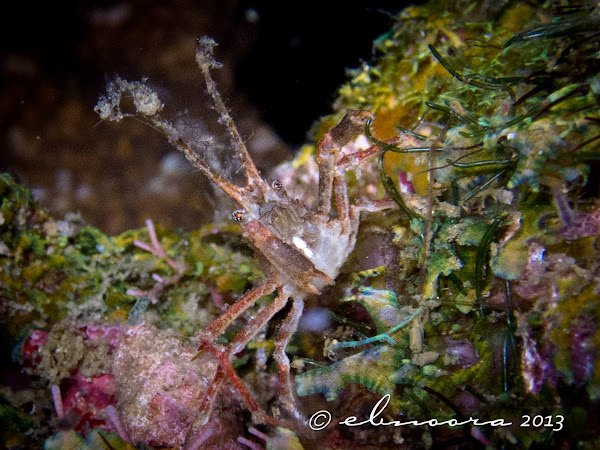Bull Crab, Decorator Horned Crab | Project Noah