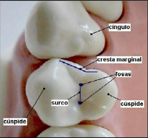Técnicas de ayuda odontológica: diciembre 2014