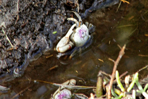 Sand Fiddler Crab | Project Noah