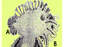 Lycopodium Gametophyte or Prothallus | Plant Science 4 U