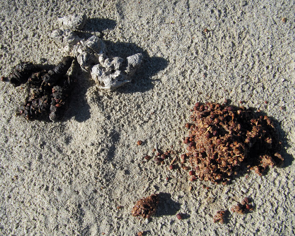 coyote droppings and tracks | Project Noah