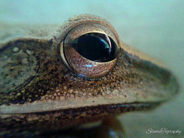 SlameTography: Mata Katak