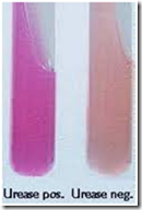 KOLEKSI TUGASAN: MIKROBIOLOGI - UJIAN FERMENTASI GULA, UJIAN OKSIDASE ...