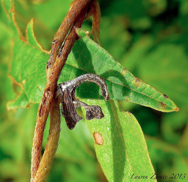 Treehopper | Project Noah