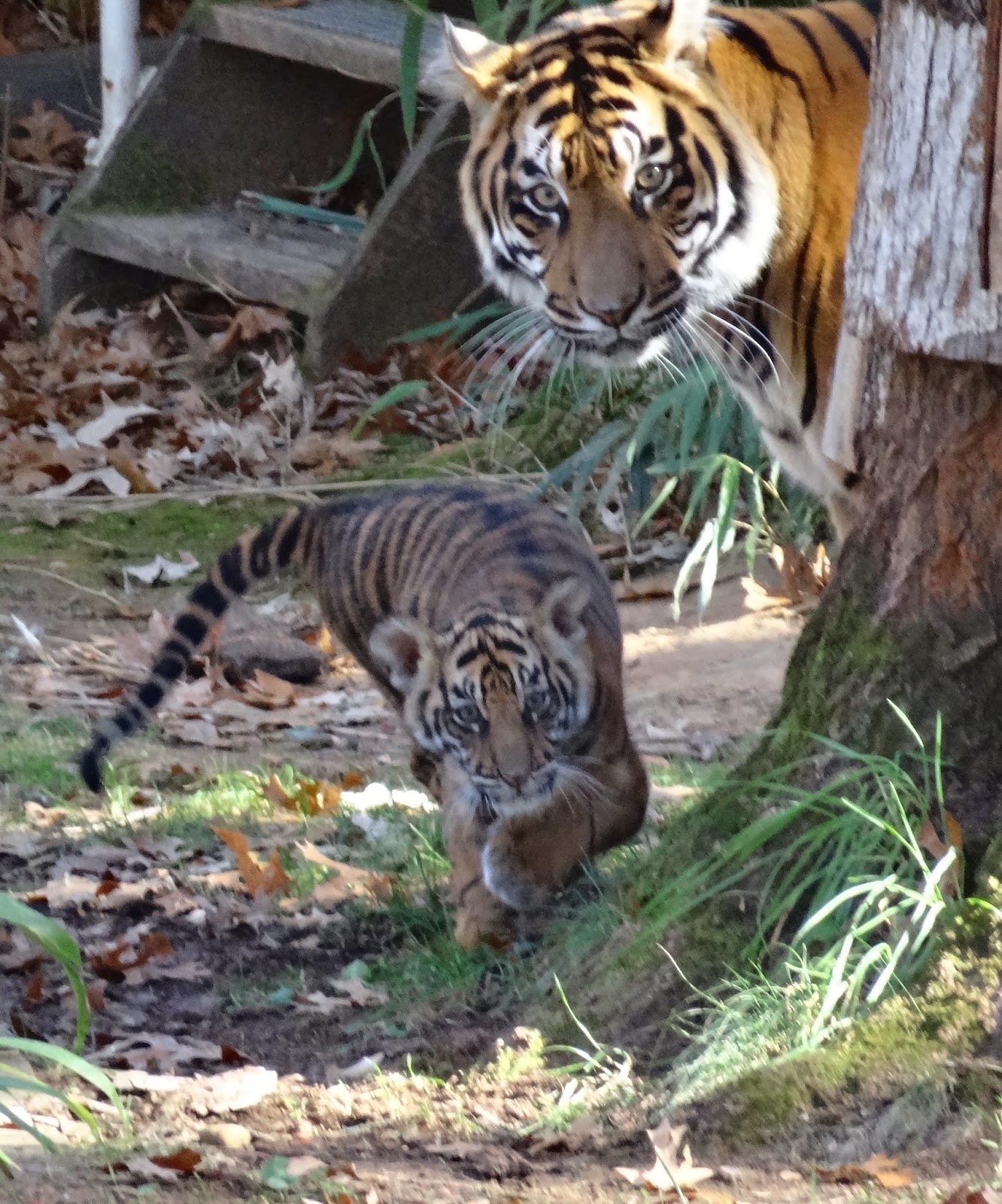 Love, Joy and Peas: Cute Tiger Cubs Playing (Photos)
