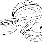 DIBUJOS PARA COLOREAR NUECES