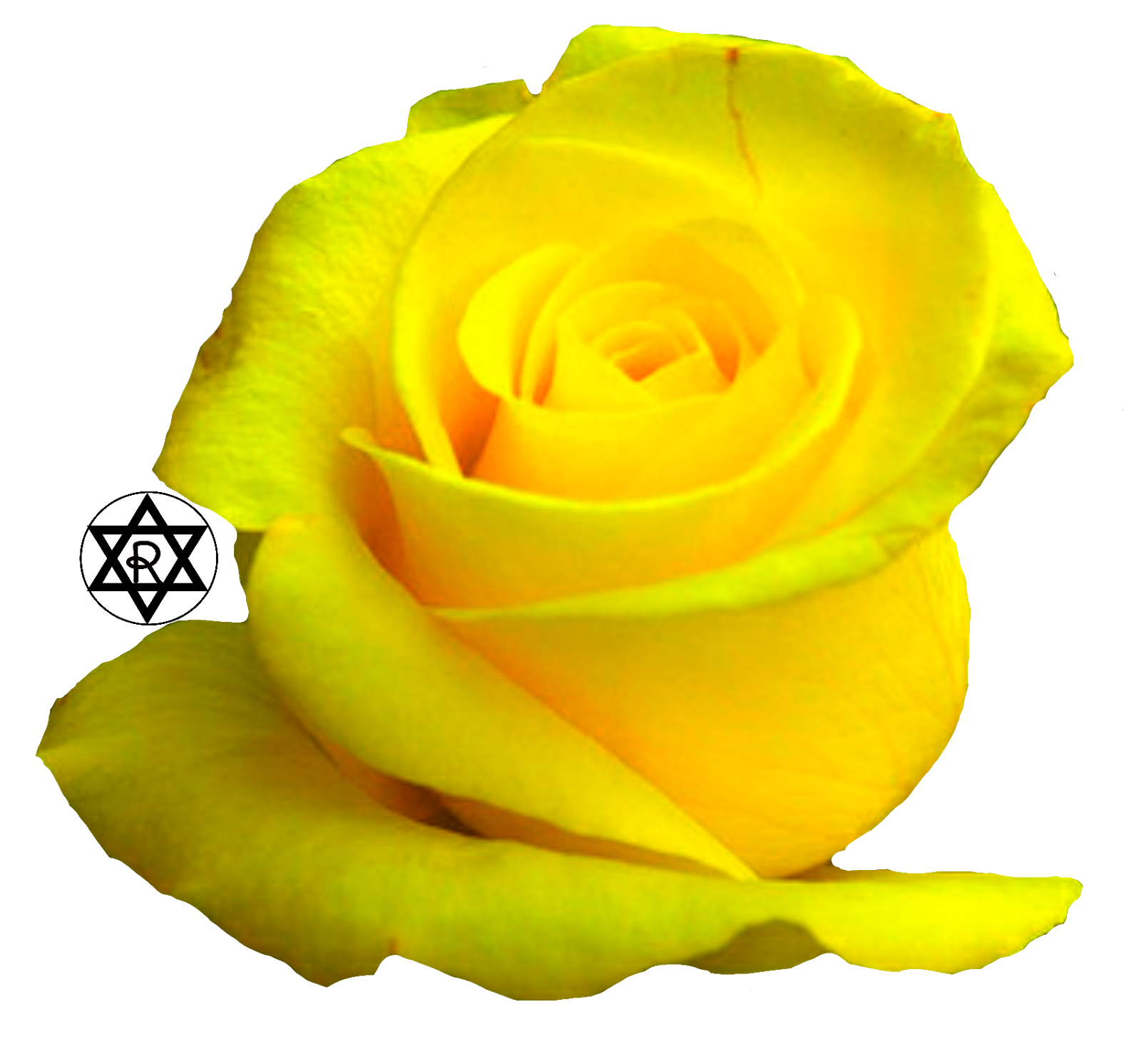 el jardin de rossy: rosas png