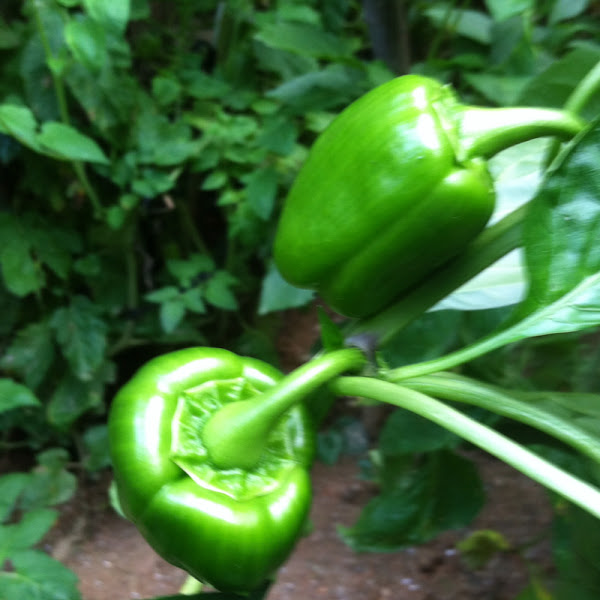 Sweet Bell Peppers | Project Noah