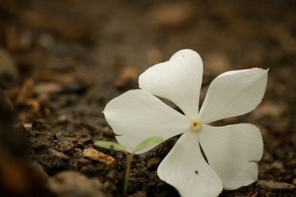 periwinkle | Project Noah