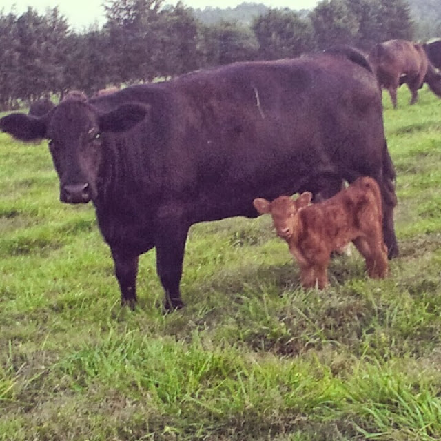 Bulls & Babies
