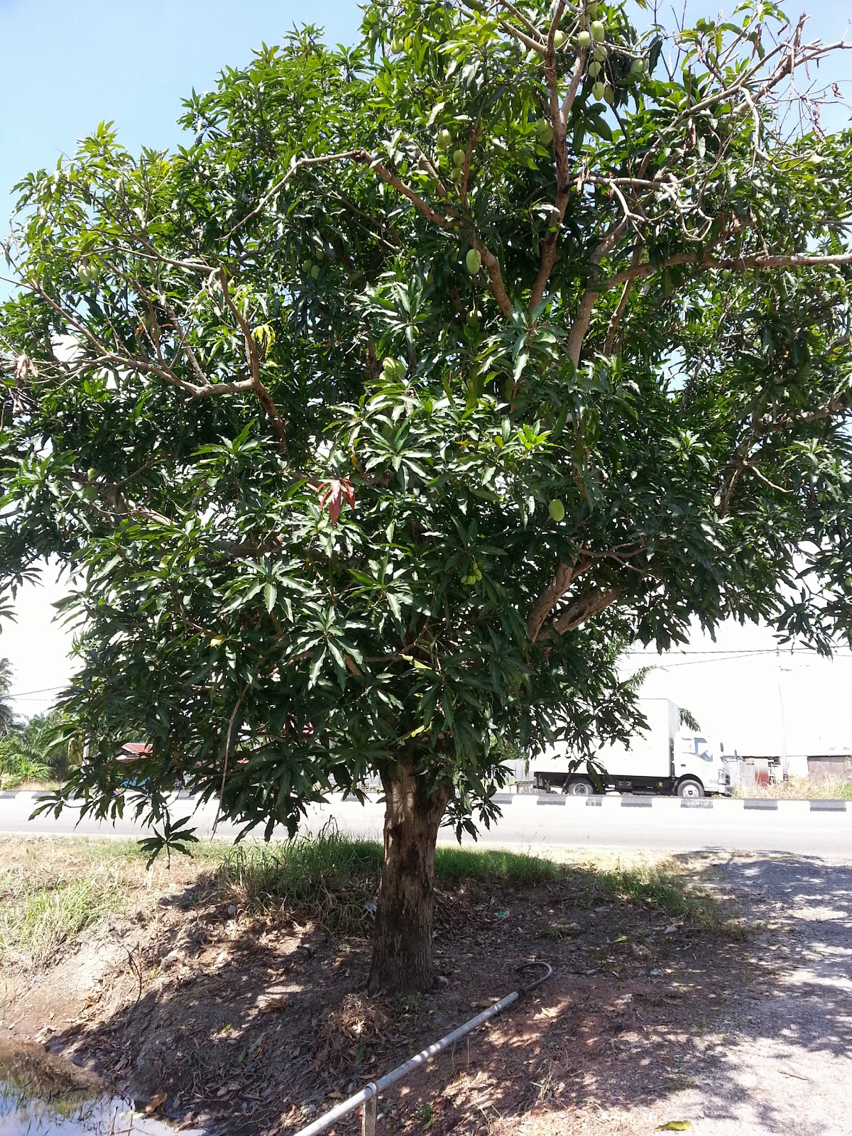 NUR QASEH: JERUK MANGGA ( PELAM )