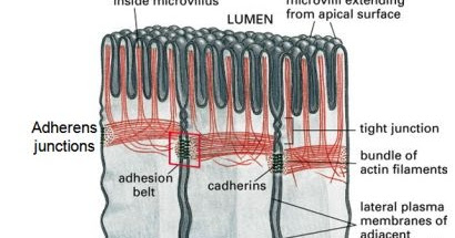 Adherens junctions ~ Biology Exams 4 U