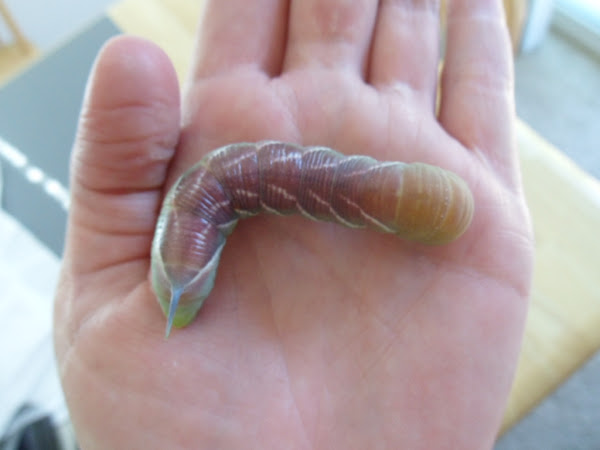 Great Ash Sphinx Moth (Larvae) | Project Noah