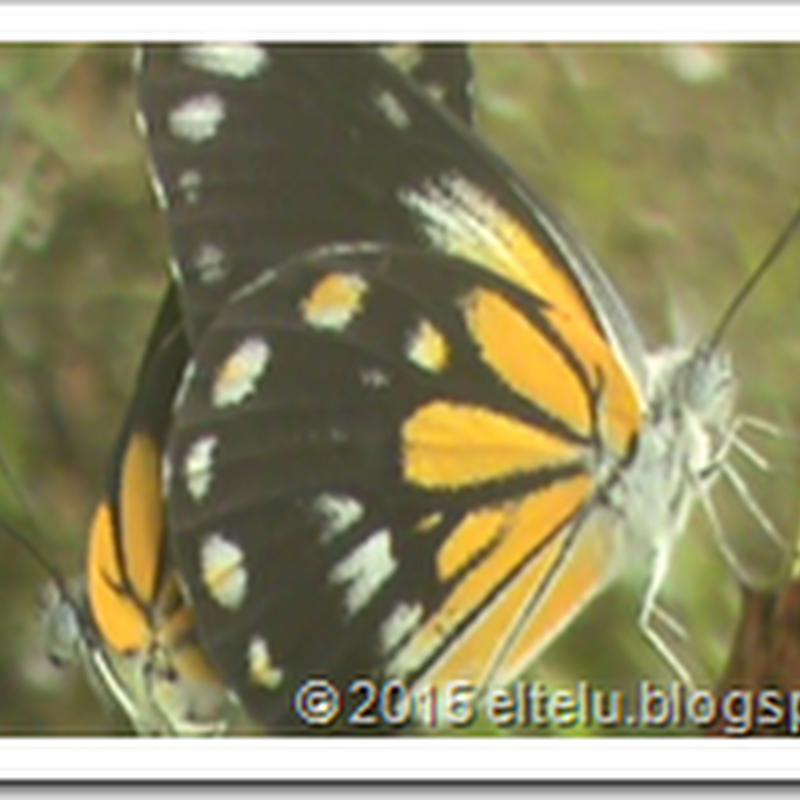 ELTELU: Video Lengkap Proses Metamorfosis Yang Terjadi Pada Ulat ...