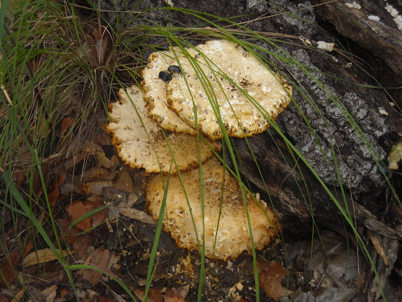 Neolentinus ponderosus | Project Noah