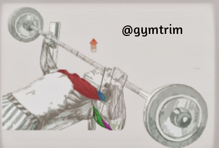 GYMTRIM: WORKOUTS TO GAIN CHEST IN HOME GYM