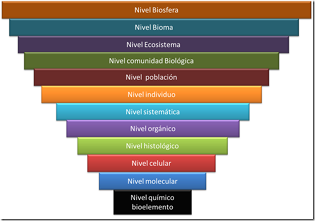 Niveles de organización biológica y ecológica | Naturawlizer Ciencias ...
