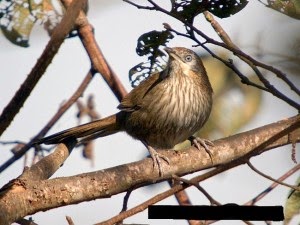 Kande Bhyakur or Spiny Babbler | Birds of Nepal