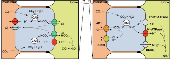 Chloride responsiveness and metabolic alkalosis | Student Doctor Network