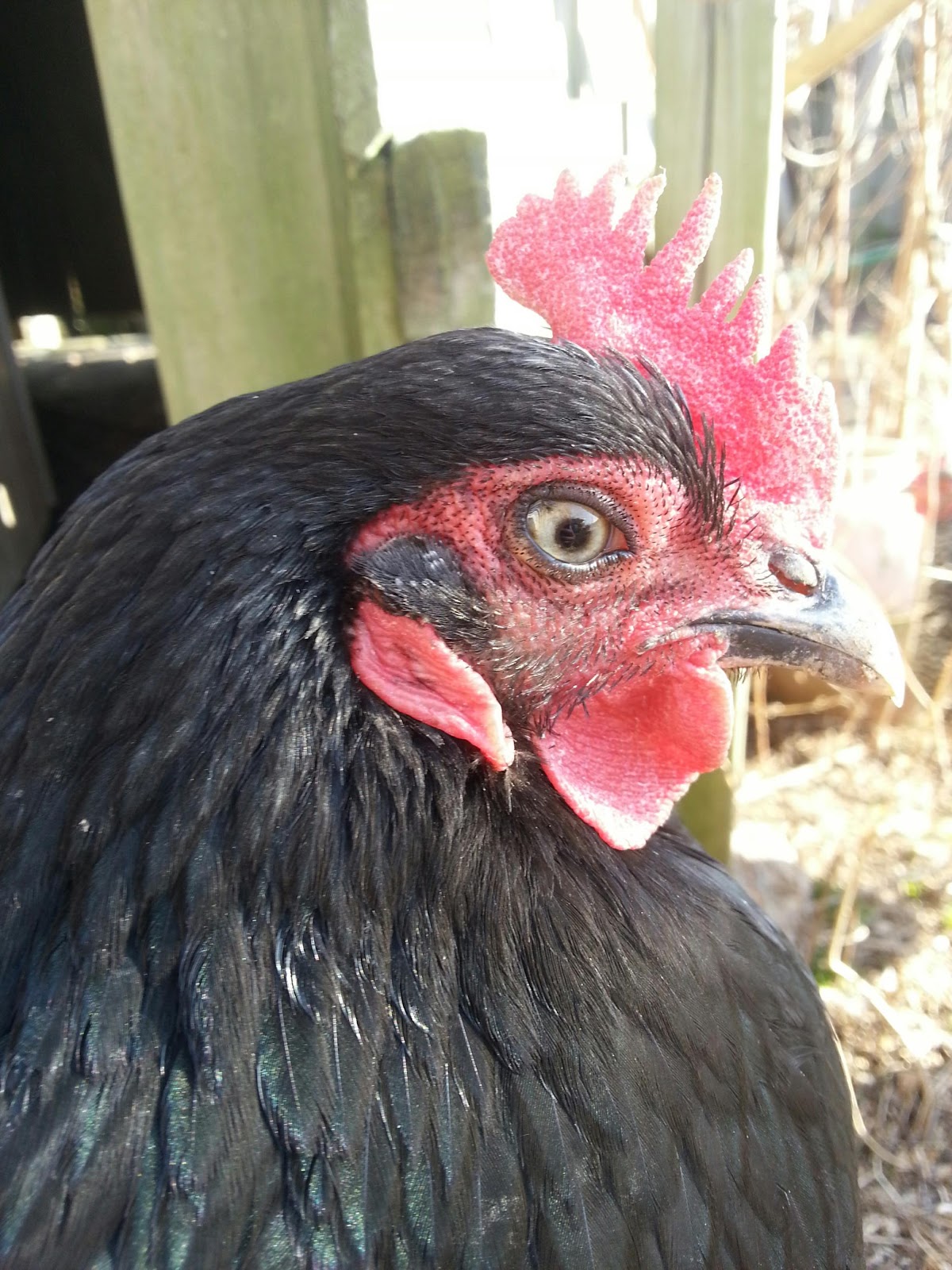 International Blue: Chicken Ears Are Not Mushrooms