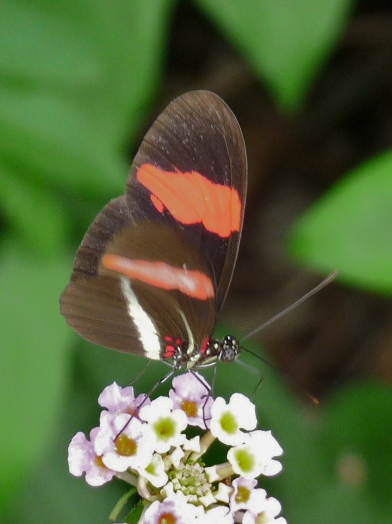 Heliconius butterfly | Project Noah