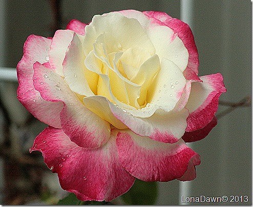 A Hocking Hill's Garden: It is all about the Roses