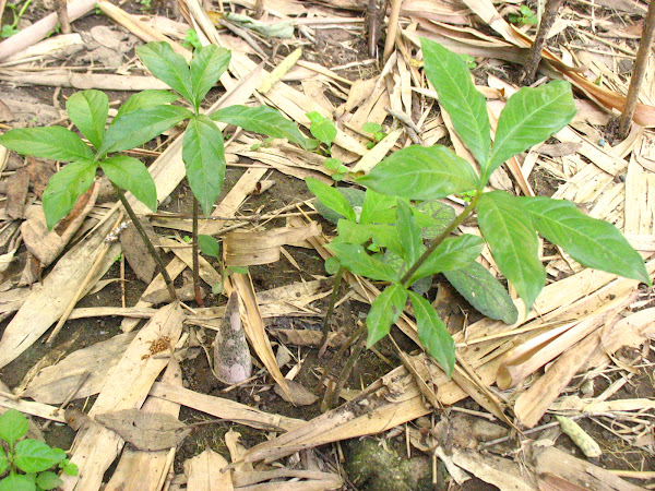 Pungapung | Project Noah