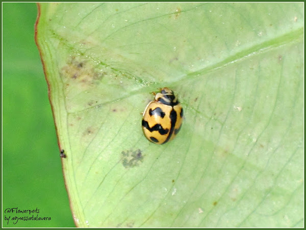 Indian Wave Striped Ladybug | Project Noah