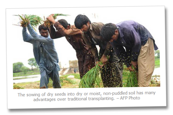 Dry seeded rice technology | Agriculture Information Bank