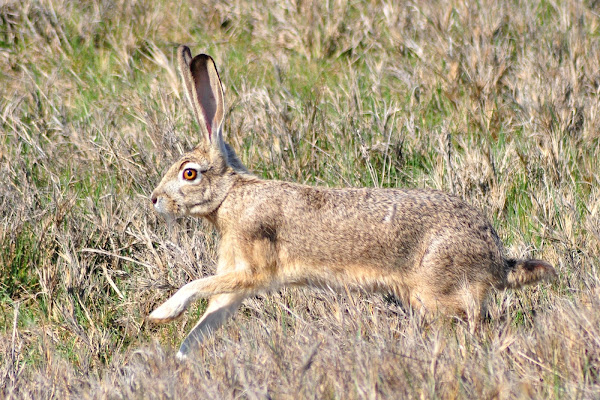 Jackrabbit | Project Noah