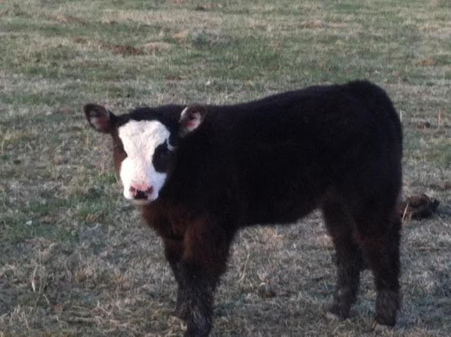 Lautner Farms: From Rick Ettles - Rifle, CO - Ali's Solution x Monopoly ...