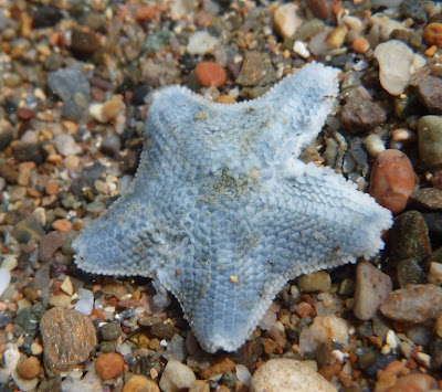 mar menor mar mayor: Asterina gibbosa. Estrella de capitán