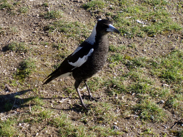 Australian Magpie | Project Noah