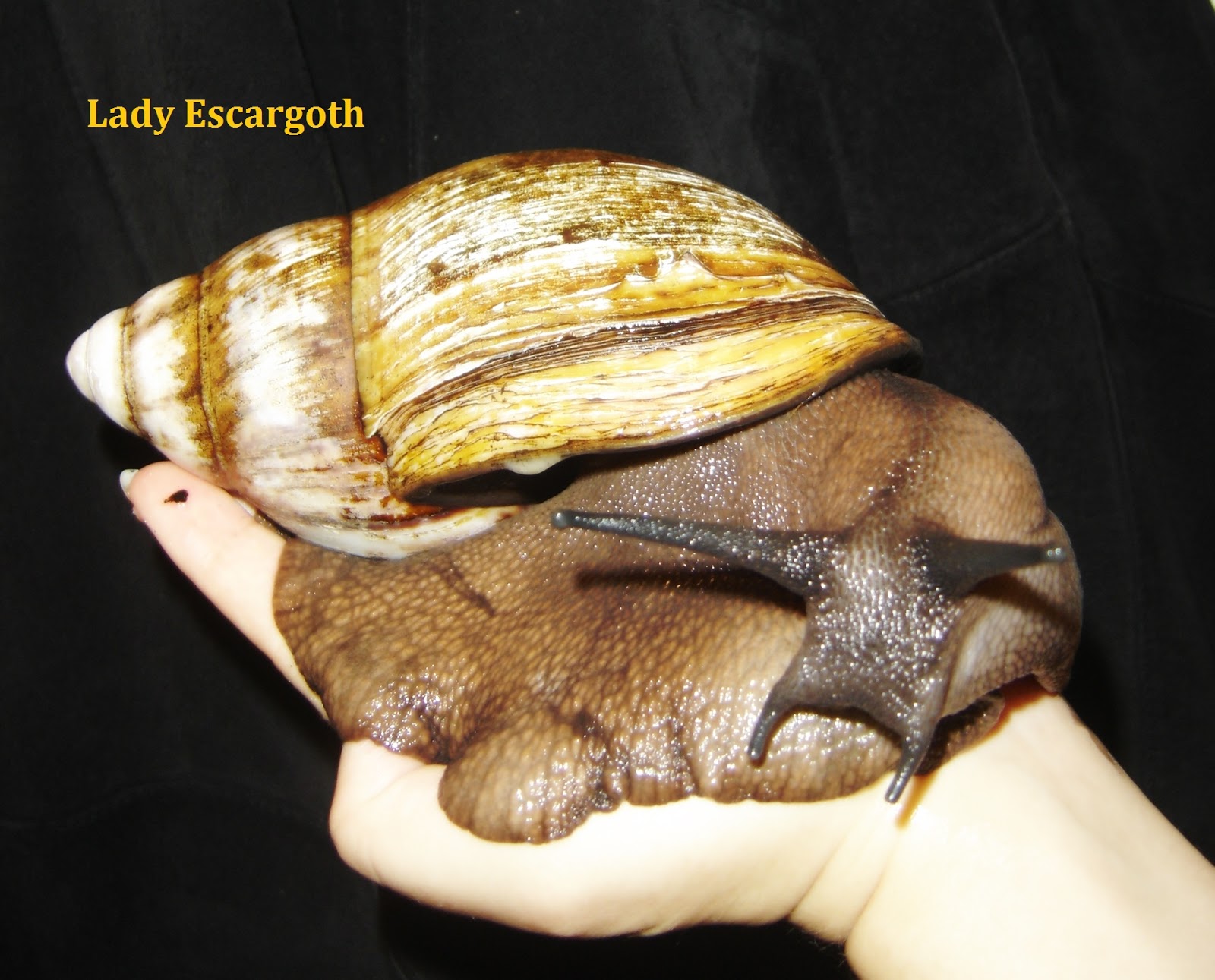 Les escargots géants de Lady Escargoth: L'escargot géant, un animal de ...