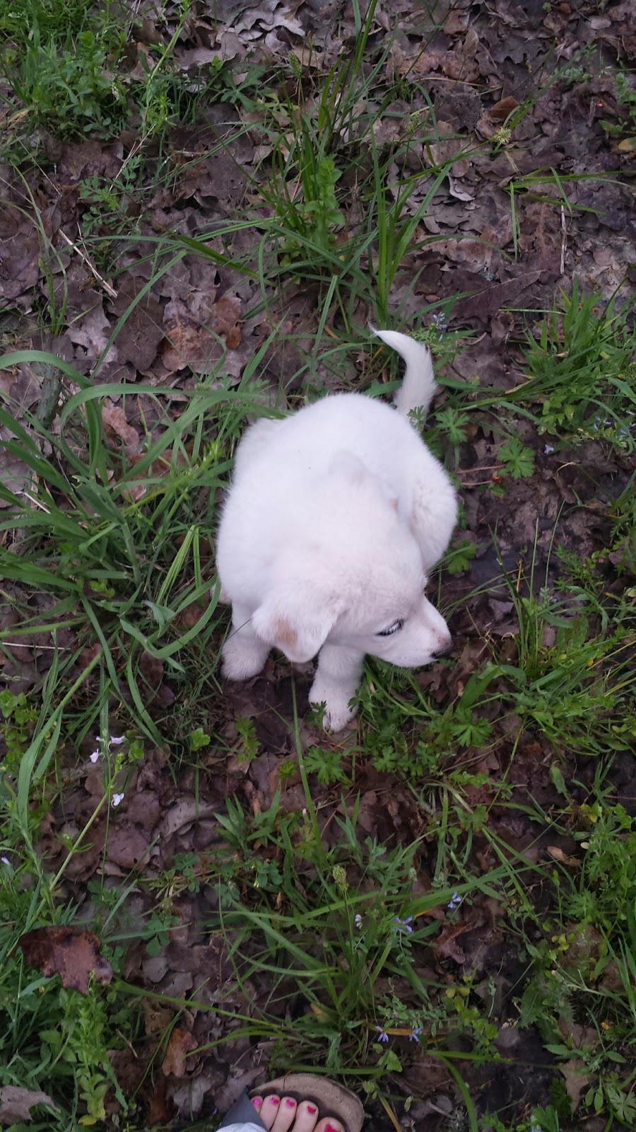 Lakeside Homestead : Random Dog